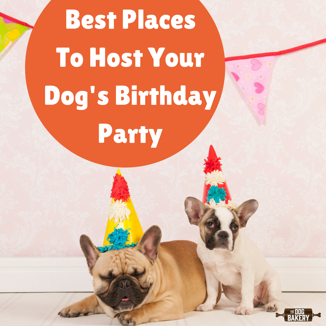 Best Places To Host Your Dog's Birthday Party – The Dog Bakery