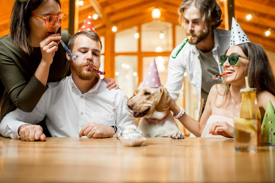 4 Fun Ideas for a Summer Dog Birthday Party – The Dog Bakery