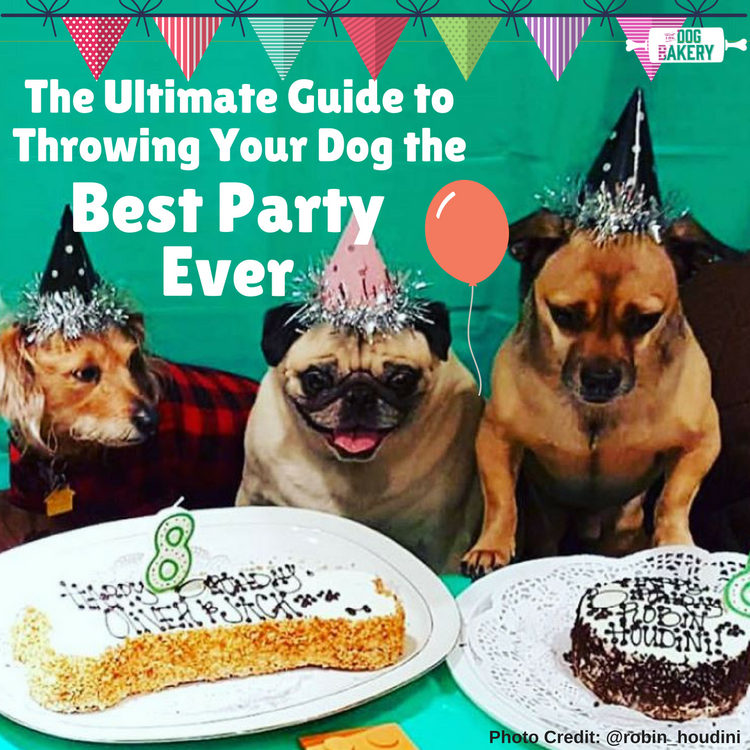 Dog Birthday Ideas- How to Throw a Party for Your Dog- From the Dog ...