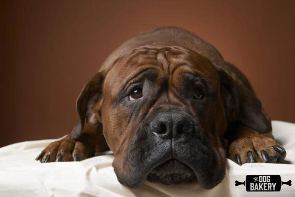 Acid Reflux in Dogs: Diet Dos and Don'ts – The Dog Bakery