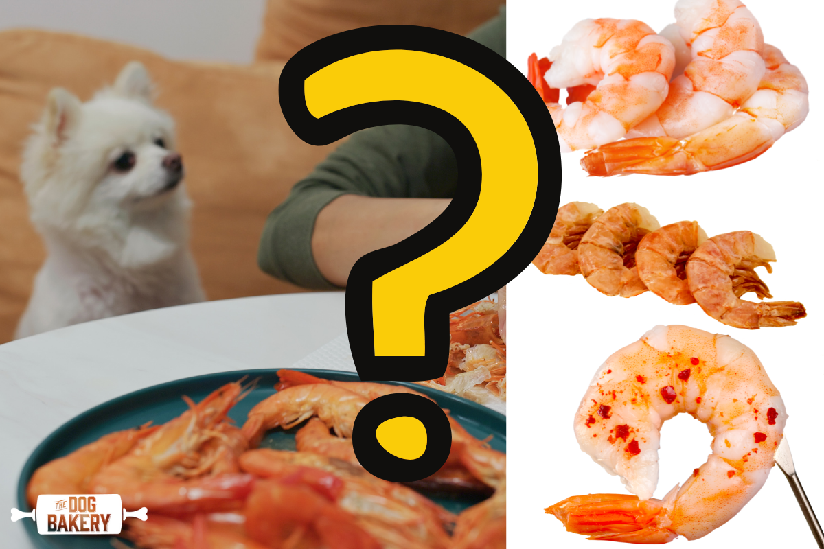 Can Dogs Eat Shrimp? – The Dog Bakery