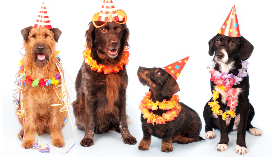 Celebrate National Mutt Day with These Amazing Goodies – The Dog Bakery