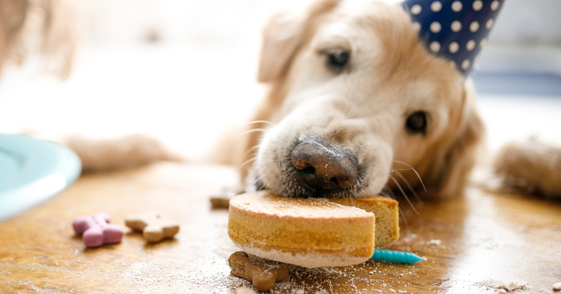 6 Easy Dog Cake Recipes – The Dog Bakery