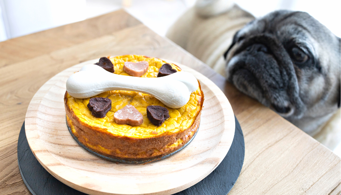 22 Reasons to Treat Your Furry Friend to a Dog Cake – The Dog Bakery
