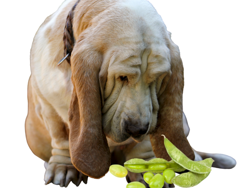 Can Dogs Eat Edamame? – The Dog Bakery