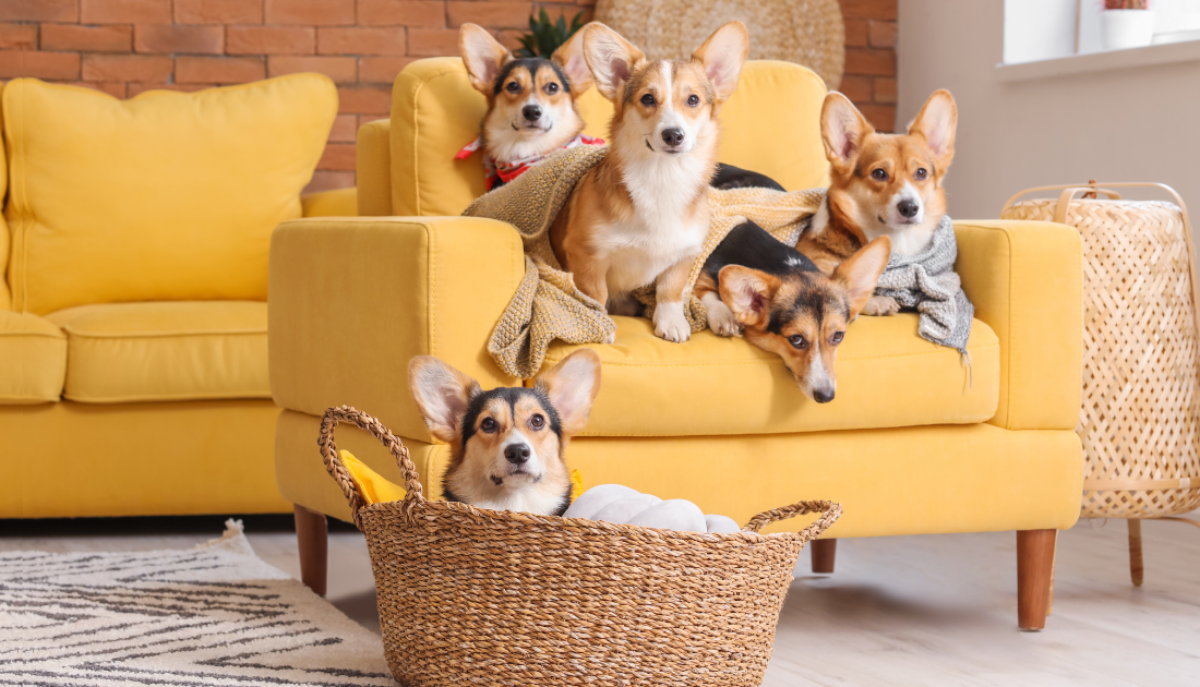 17 Ways to Entertain Your Dog When You’re at Work – The Dog Bakery