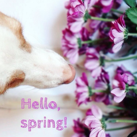 Spring Cleaning for your Pets – The Dog Bakery