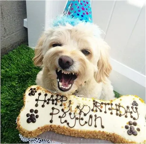 Dog Birthday Cake | Dog Cake | Puppy Birthday Cake – The Dog Bakery