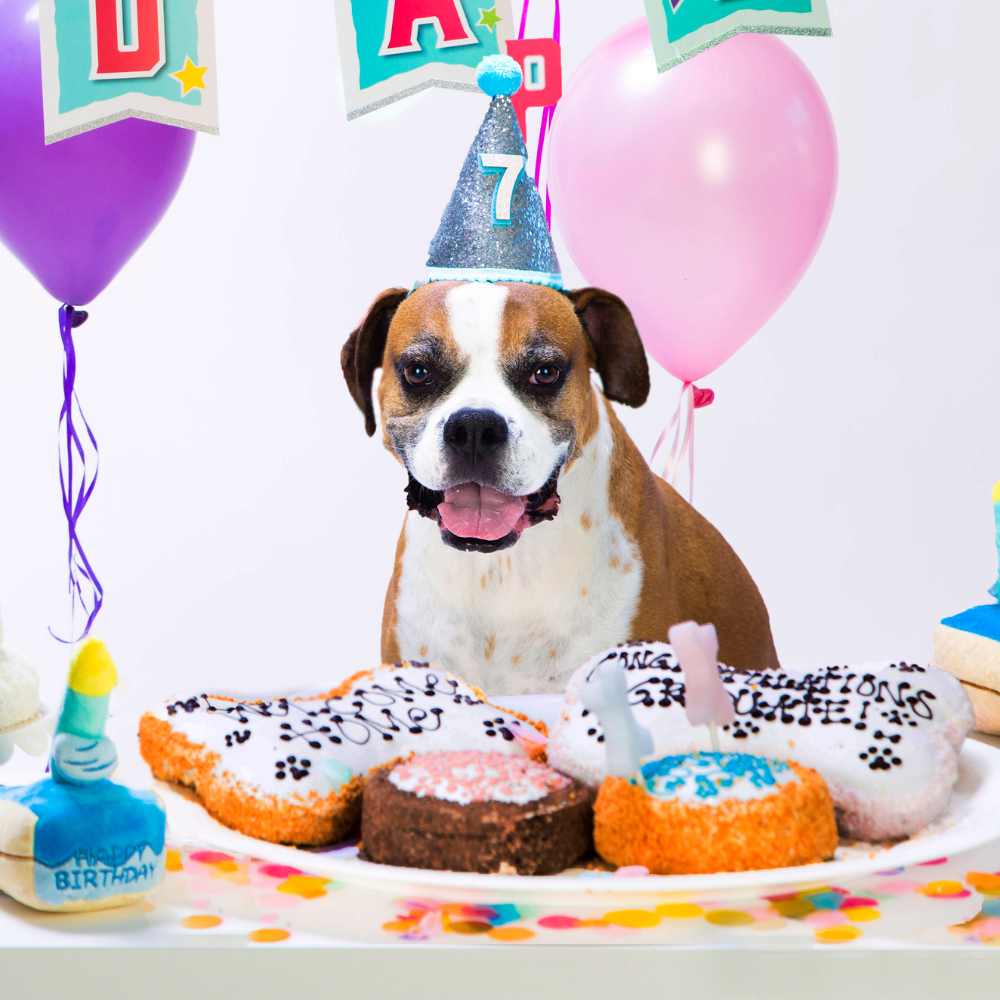 Dog Birthday Cake | Dog Cake | Puppy Birthday Cake – The Dog Bakery