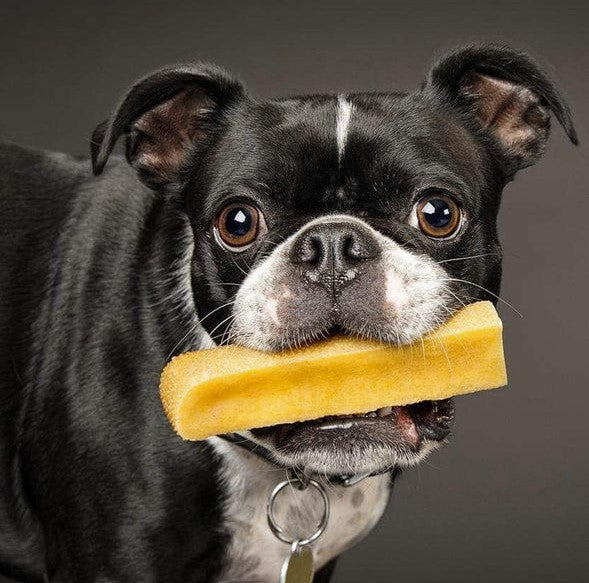 Himalayan Yak Milk Chew – The Dog Bakery