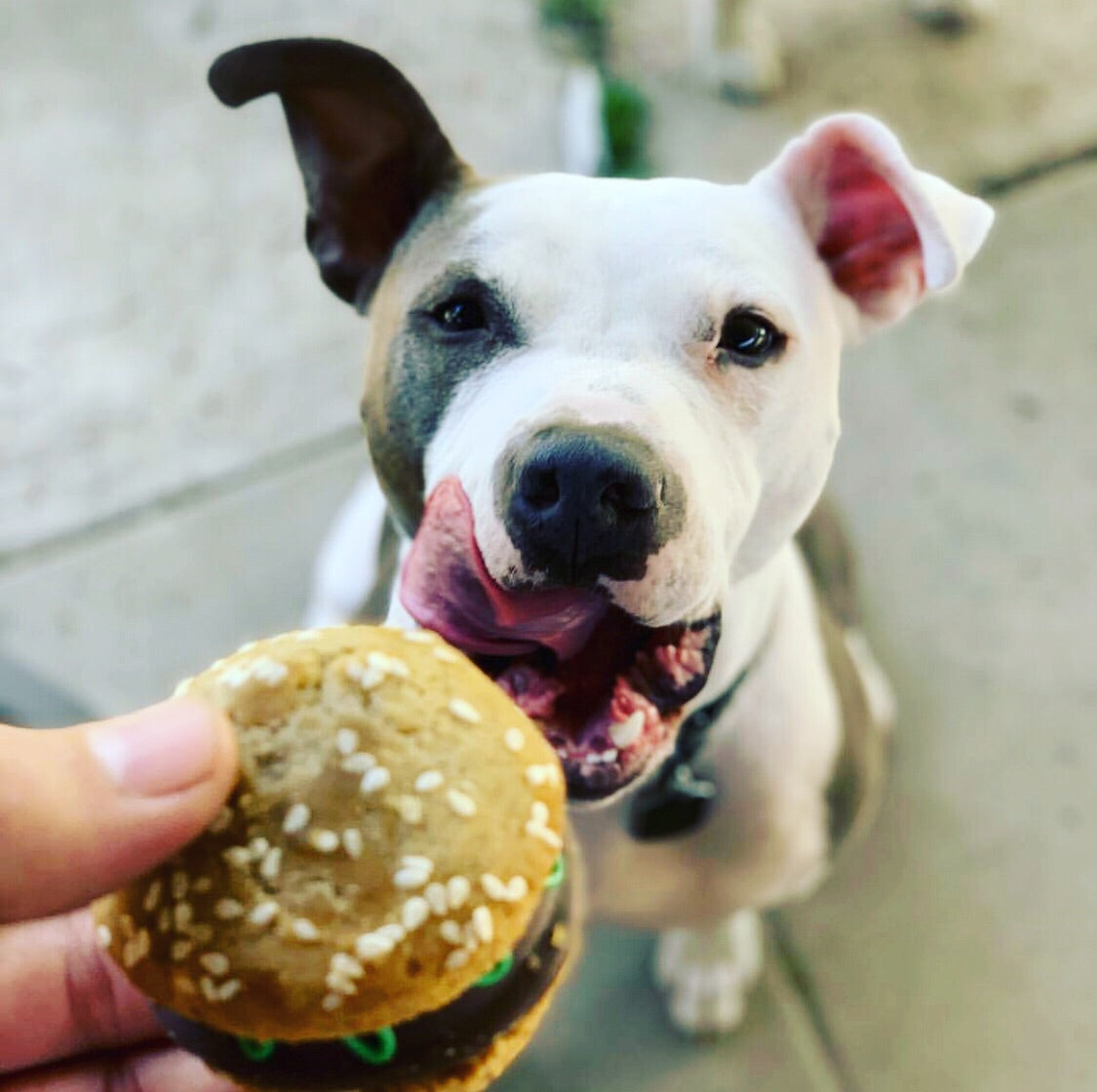 Animal Slider | Doggie Cheese Burger – The Dog Bakery